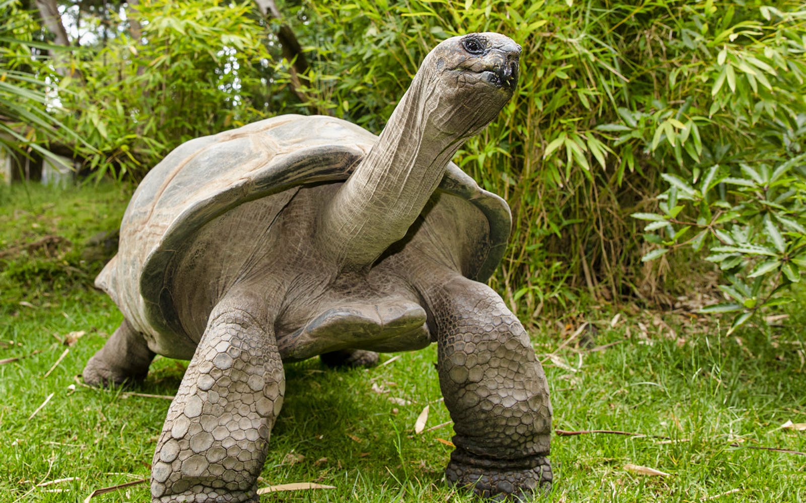 Melbourne Zoo Tickets melbourne-zoo-tickets
